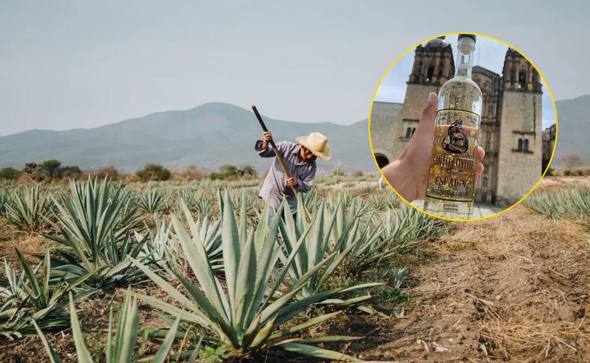 ¿Mezcal de Oro? Este valioso elixir sí existe, es de Oaxaca y esto es ...